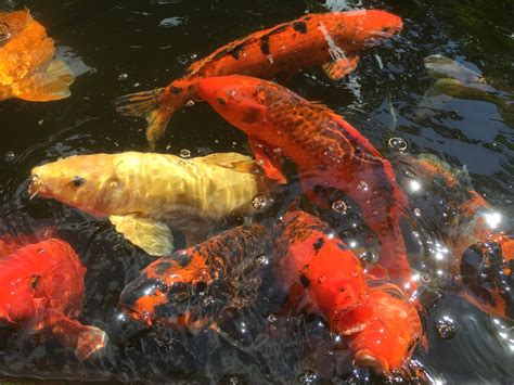 图片素材 池塘 多彩 锦鲤 鲤鱼 海洋生物学 3264x2448 601618 素材中国 高清壁纸 Pxhere摄影图库