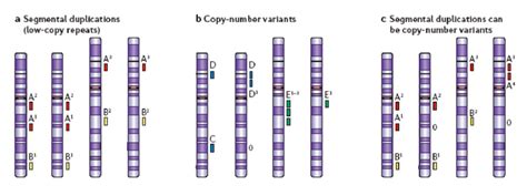 A Segmental Duplication Copie Di Un Segmento Genomico Con Omologia