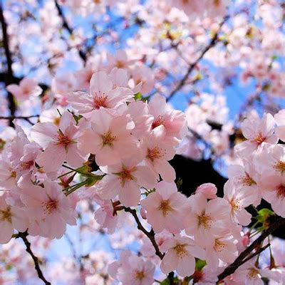 Meaning Of Sakura Flowers Meaning Of Flowers