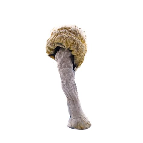 Nutcracker Getmyhigh