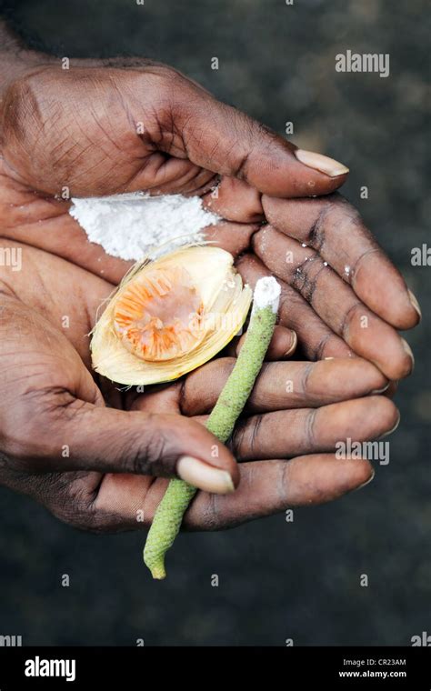 Hand Holding Betel Nut Areca Nut Nut Is Chewed With Lime And A Stem Of Mustard Plant This