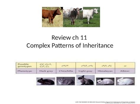 Pptx Review Ch 11 Complex Patterns Of Inheritance Biology Dokumentips