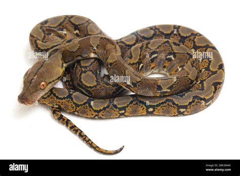 Netzpython Python reticulatus auf weißem Hintergrund Stockfotografie Alamy