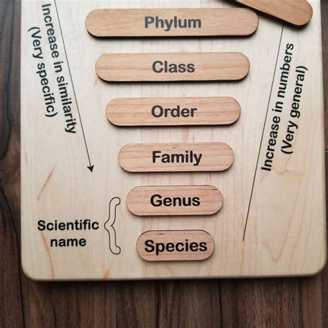 Taxonomy Puzzle Classification Chart Animal Kingdom Classification