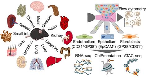 Multi Omics Sequencing Strategy Reveals Structural Cells Are Key