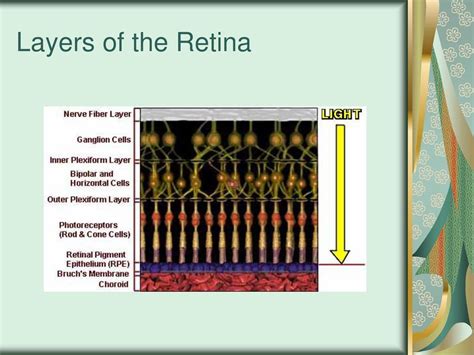 Anatomy And Physiology Of The Eye Ppt Download