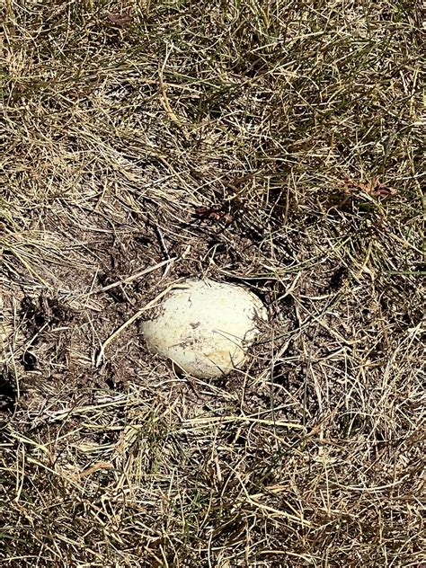 Looking To Identify Egg Rornithology