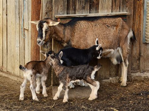 염소 어린이 어린 국내 Pixabay의 무료 사진 Pixabay