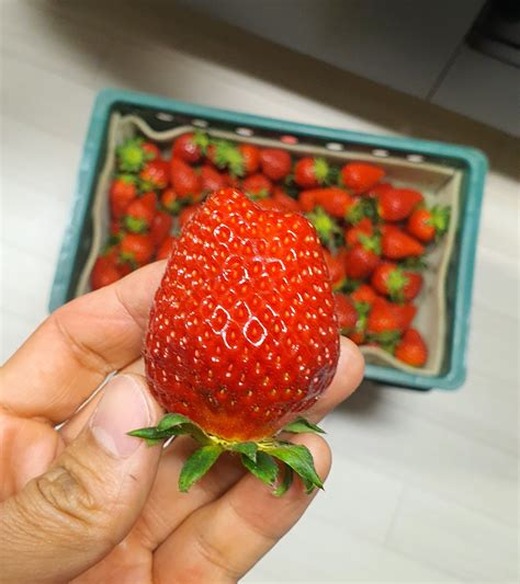 하우스 겨울 딸기