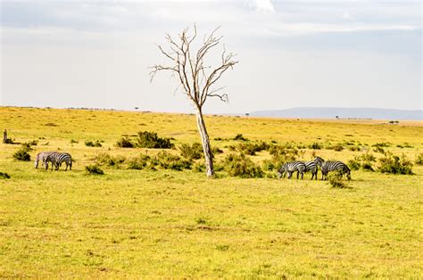 Maasai 마라 공원 케냐에서의 사바나에 방목 하는 얼룩말의 무리 거리에 대한 스톡 사진 및 기타 이미지 거리 기린 도로 Istock