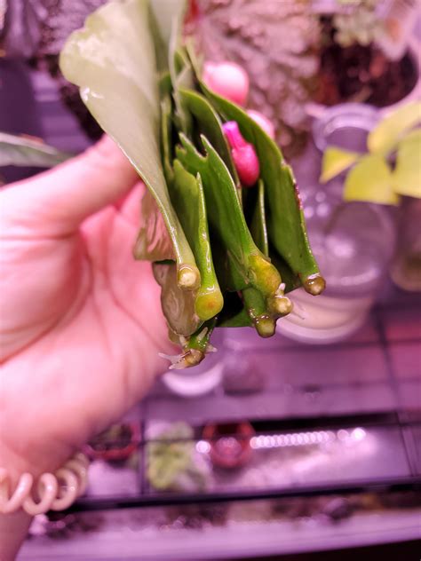 progress 💚 r propagation