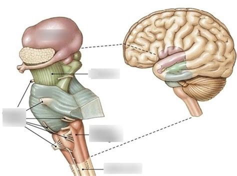 Diagram Of Brain Stem Diagram Quizlet