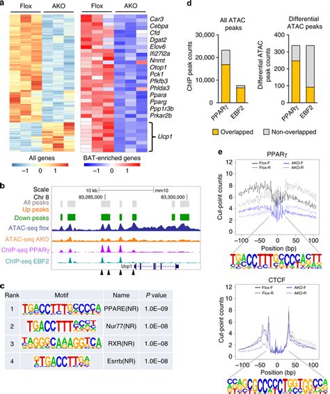 Ablation Of Baf60a Disrupts Chromatin Accessibility In Brown Download Scientific Diagram