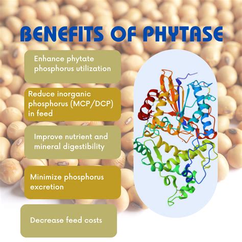 Phytase A Key Feed Additive