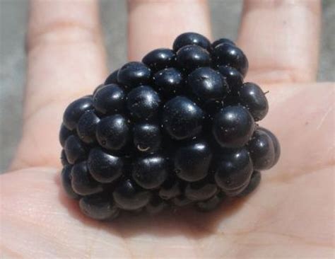 Eclipse Blackberry Berries Unlimited Usa
