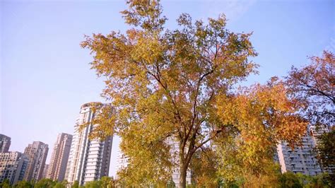 Yellow Leaves Fall Leaf Beginning Of Autumn Beautiful Powerpoint Background For Free Download