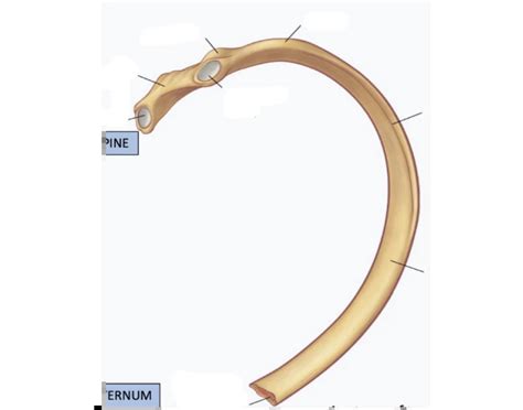 labeling of rib quiz