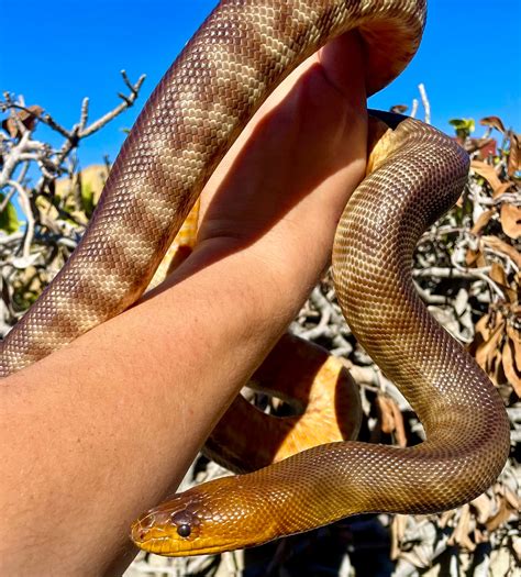 adult male woman python woma python by lllreptile and supply morphmarket
