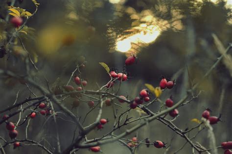 포도나무 위의 로즈힙 빈티지 폴라로이드 · 무료 스톡 사진