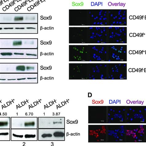The Levels Of Ompc Ompf And Ompa In The Outer Membrane In The Download Scientific Diagram