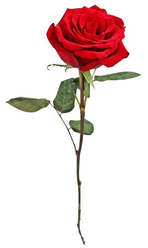 Червена роза Kaufland Oferta Bg