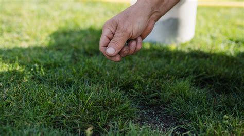 Determine The Best Time To Overseed Your Lawn With These Helpful Tips
