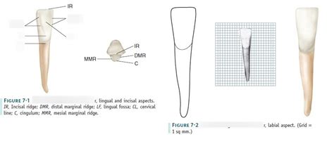 Diagram Of Mandibular Central Incisor Quizlet