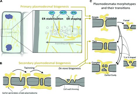 Schematic Depiction Of Biogenesis Of Plasmodesmata And Plasmodesmata Download Scientific