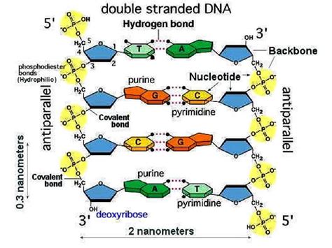 Illustrating The Structure Of RNA With Clear Labels