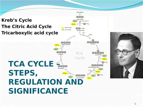 Solution 3 Krebs Cycle Ppt Studypool