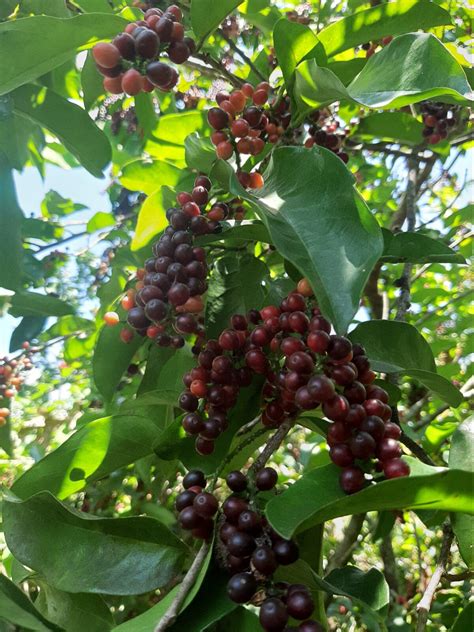 Functional Food DOST Scientists Aim To Identify Local Crops With