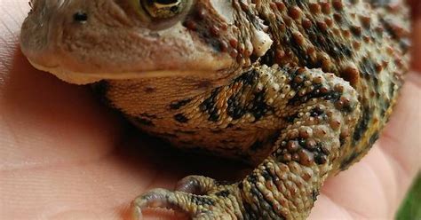 Grumpy Toad Album On Imgur