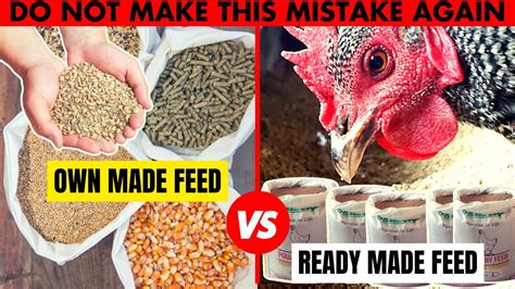How To Actually Cut The Cost Of Chicken Feed Best Solution For High