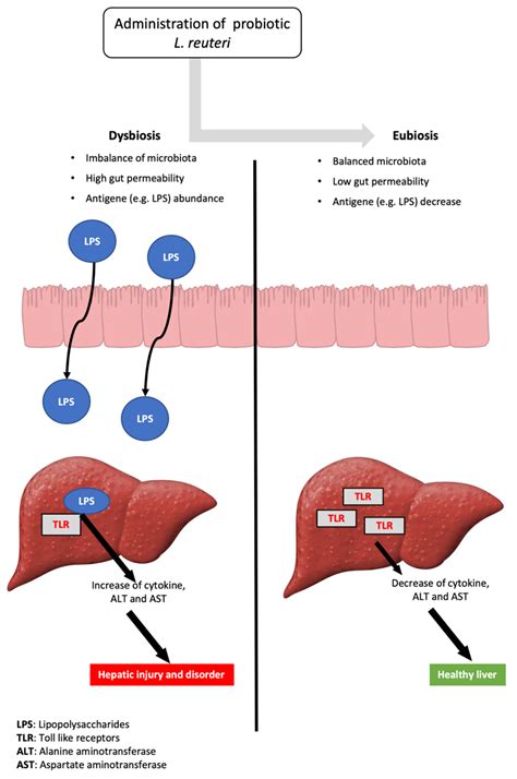Limosilactobacillus Reuteri In Health And Disease