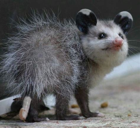 Опосум | Забавные детеныши животных, Животные австралии, Хорьки