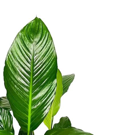 Spathiphyllum Sweet Lauretta Buy Online At Foliage Factory