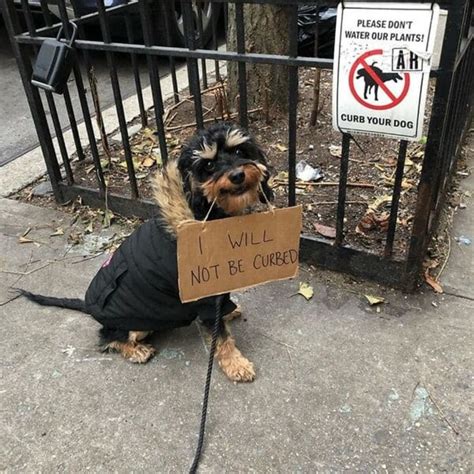 Funny Dog Signs That Perfectly Sum Up Pet Problems
