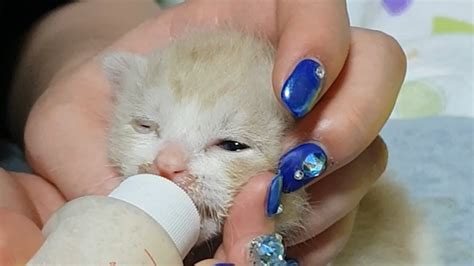 길에서 새끼 고양이를 함부로 냥줍 하면 안되는 이유 Youtube