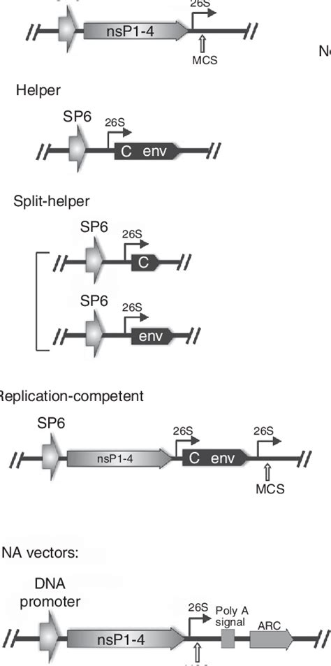 5 Schematic Diagram Of Recombinant Constructs Developed On The Basis Of