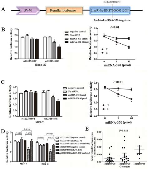 Lincrna Enst00000515084 Rs12325489c T Genotypes Affect Download Scientific Diagram
