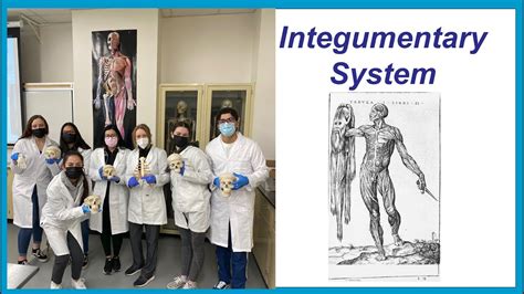 The Integumentary System Youtube