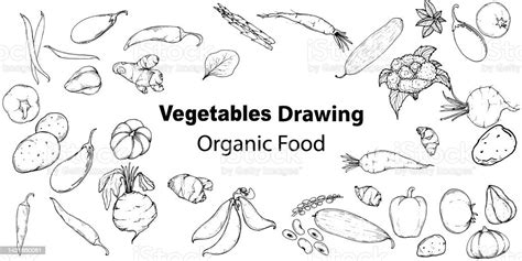 벡터 손으로 그린 야채 아이콘 세트 장식 복고풍 스타일 컬렉션 농장 제품 레스토랑 메뉴 시장 라벨 배너 및 템플릿 디자인 채소에 대한 스톡 벡터 아트 및 기타 이미지