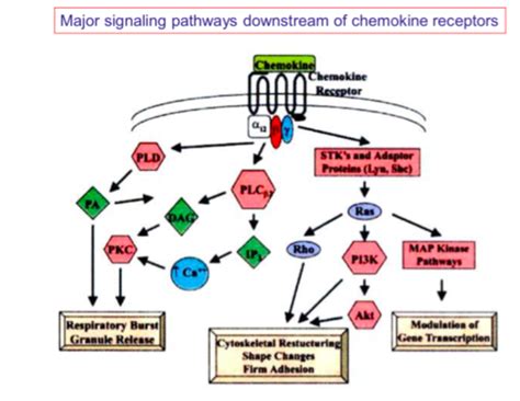 35 Chemokines And Cytokines In Human Diseases Flashcards Quizlet