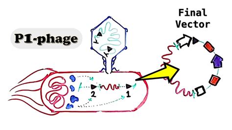 P1 Phage And Pac Cloning Vector Pac Sites Cre Loxp And Sacb Lethality Youtube