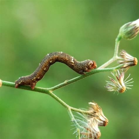 Premium Photo Close Up Of Grasshopper On Branch