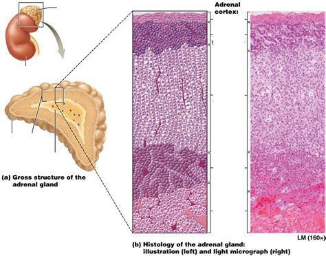 Adrenal Gland Histology Labeled