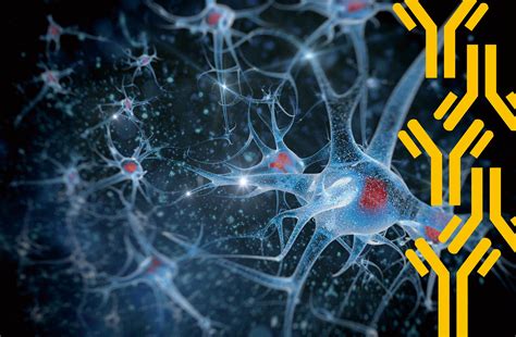 Genetex Antibodies And Proteins Supplied By Bio Connect