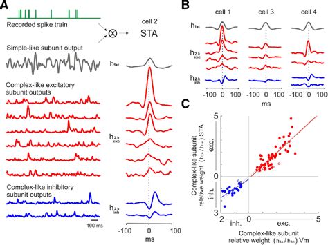 figure 1 from hidden complexity of synaptic receptive fields in cat v1