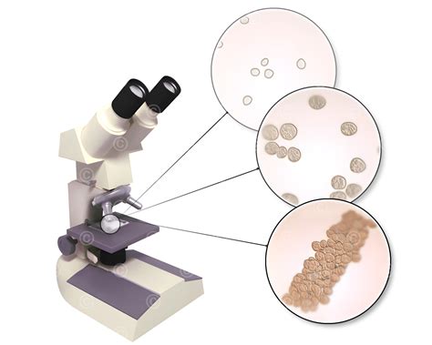 Illustration Microscope Medicalgraphics
