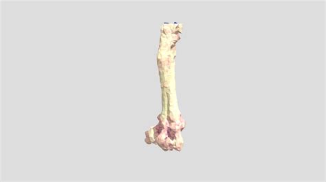 A Human Skeleton Foot Only Download Free 3d Model By Mirage Mirageml B935690 Sketchfab